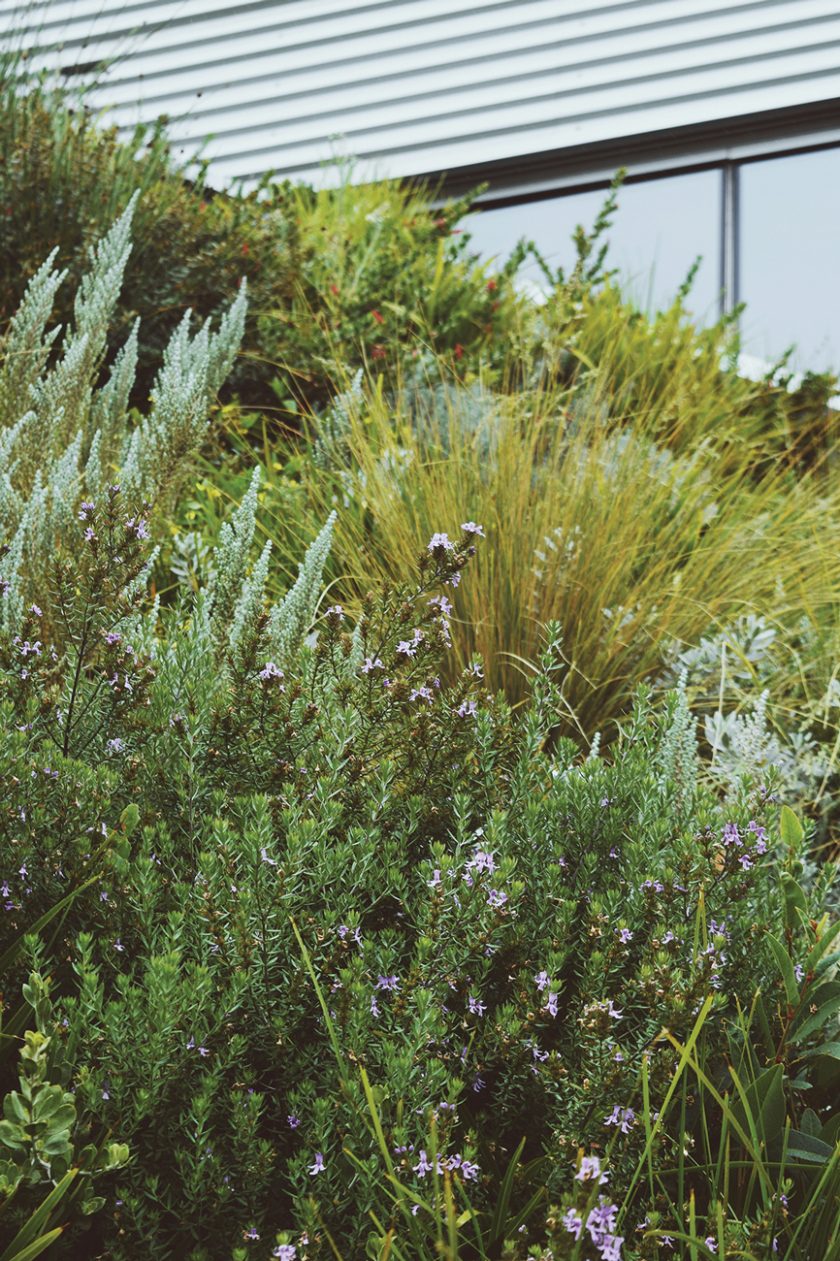 UniSA’s Pridham Hall, Adelaide Sloping Roof Garden - Fytogreen Australia