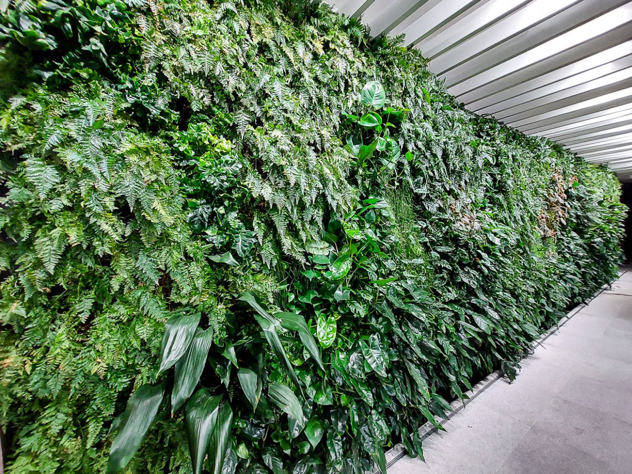 Green Walls & Vertical Gardens | Fytogreen Australia