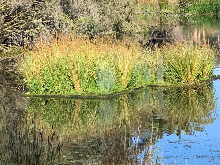 Floating Gardens / Floating Wetlands - Fytogreen Australia